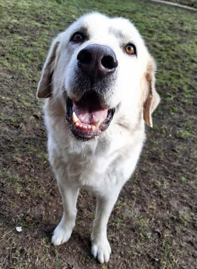 Mutts dogs – Mutts in Distress