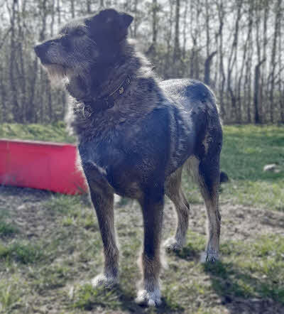 Mutts dogs – Mutts in Distress