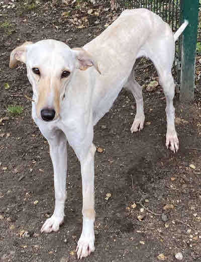 Mutts dogs – Mutts in Distress